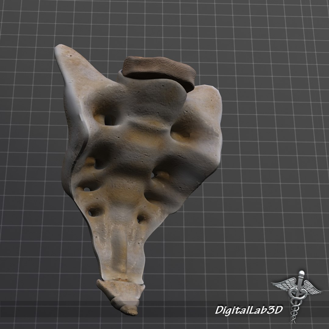 3d human sacrum vertebrae bone model