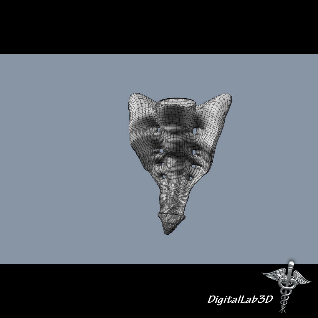 3d human sacrum vertebrae bone model