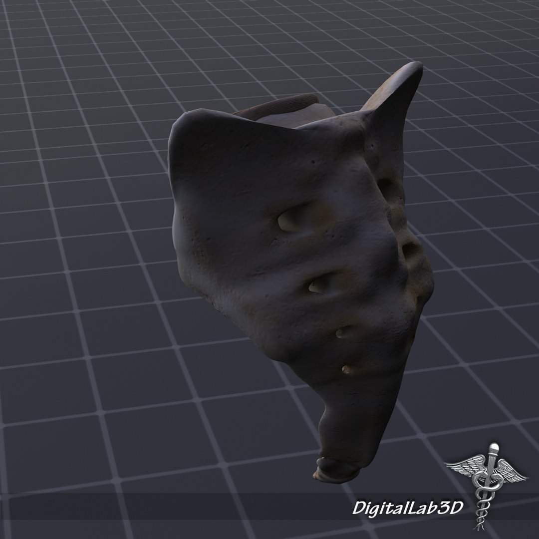 3d human sacrum vertebrae bone model