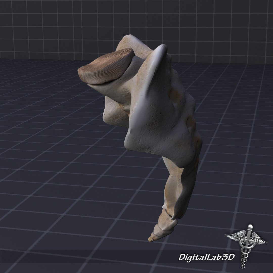 3d human sacrum vertebrae bone model