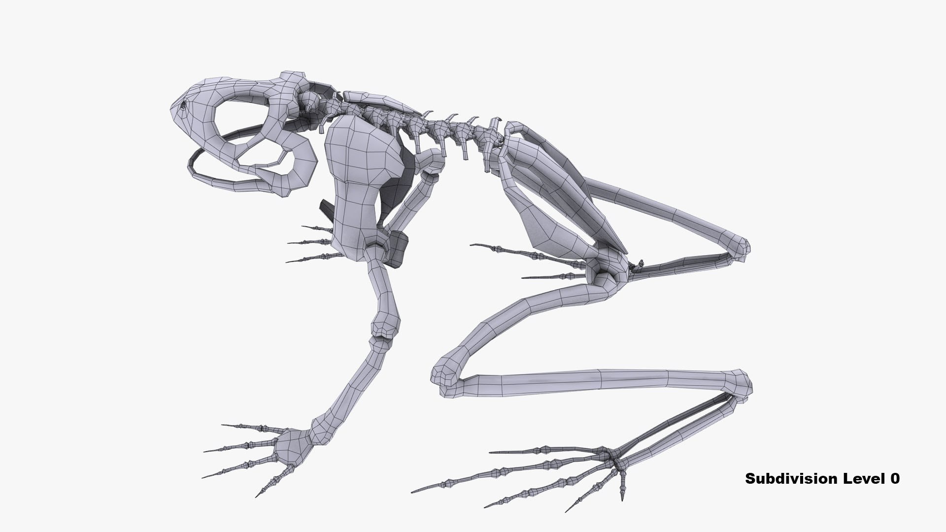 3d Frog Skeleton Model