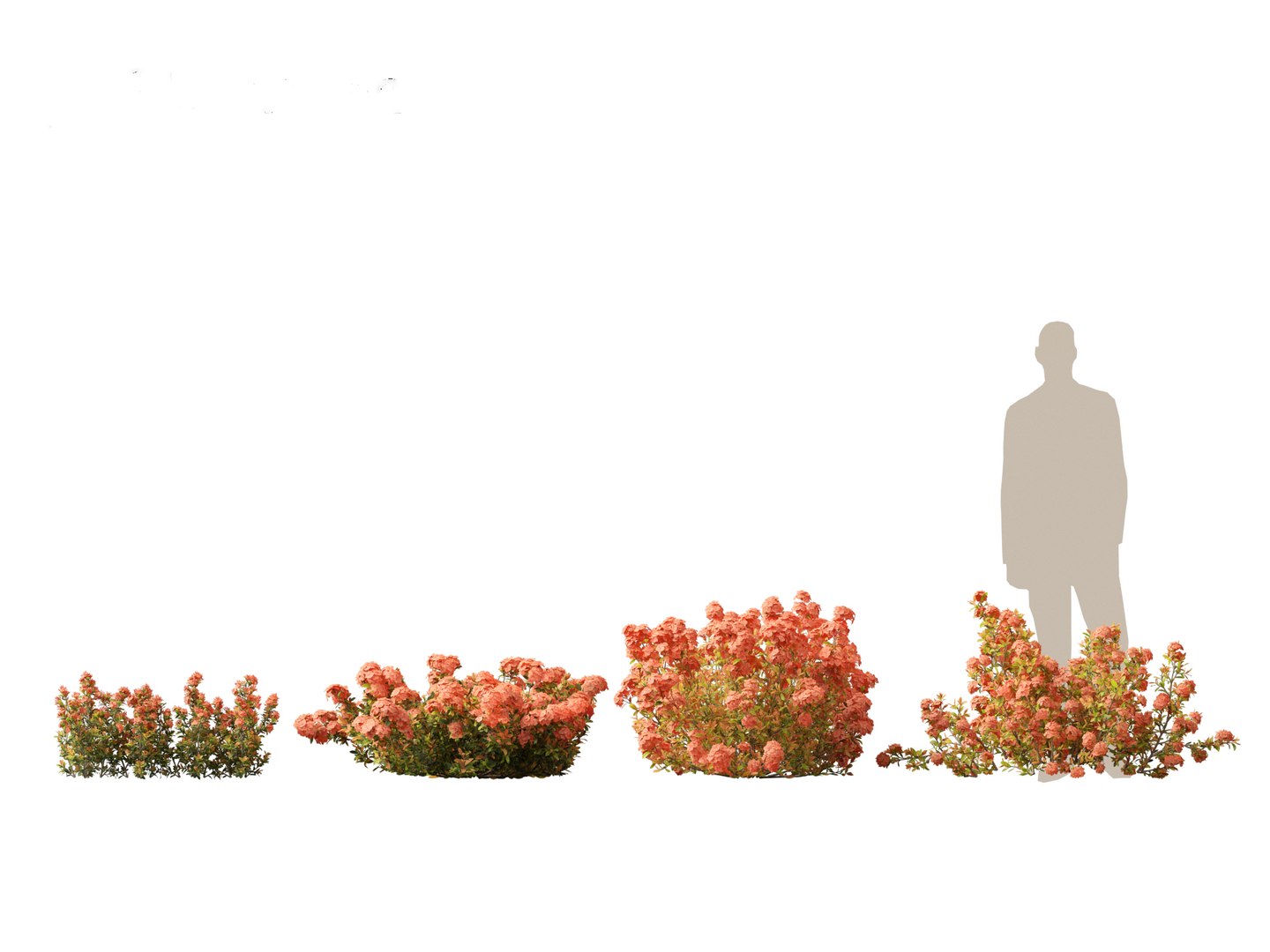 3D Model Ixora Coral Malay - Coral Fire - TurboSquid 2142726