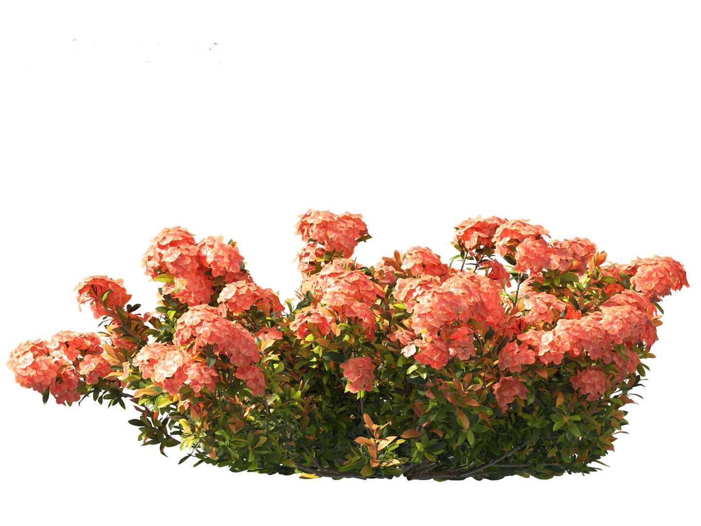 3D Model Ixora Coral Malay - Coral Fire - TurboSquid 2142726