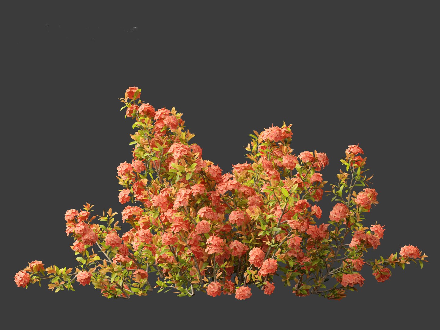3D Model Ixora Coral Malay - Coral Fire - TurboSquid 2142726