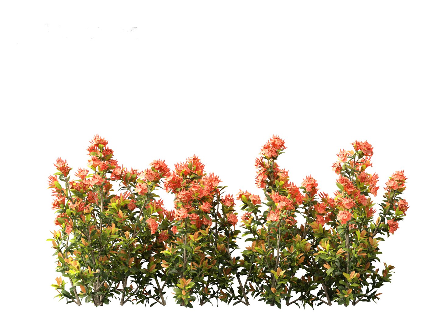 3D Model Ixora Coral Malay - Coral Fire - TurboSquid 2142726