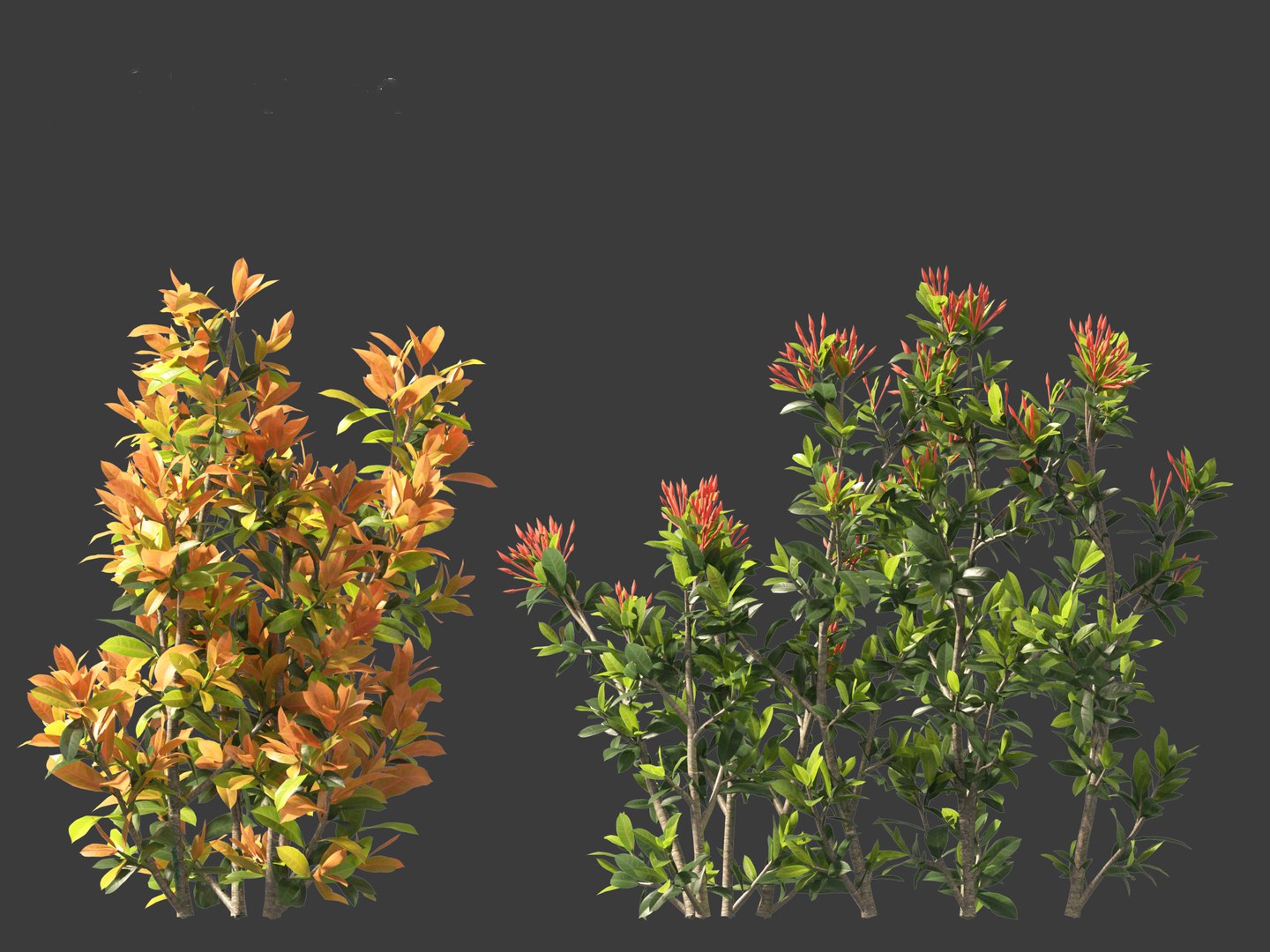 3D Model Ixora Coral Malay - Coral Fire - TurboSquid 2142726