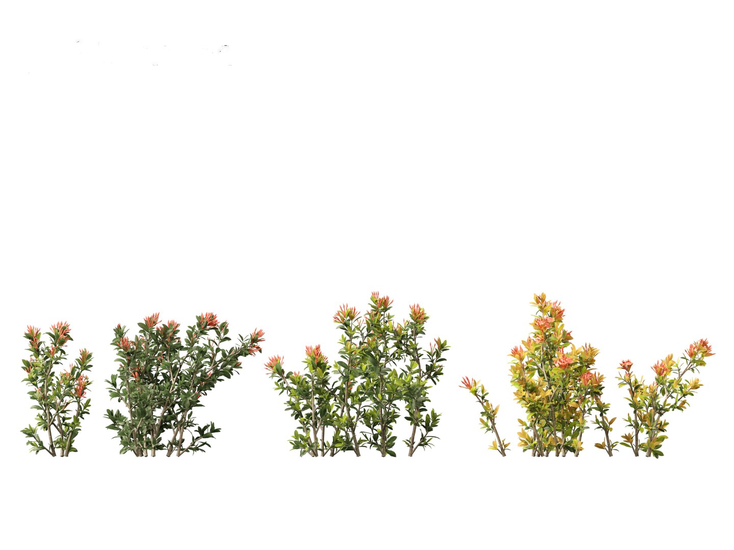 3D Model Ixora Coral Malay - Coral Fire - TurboSquid 2142726