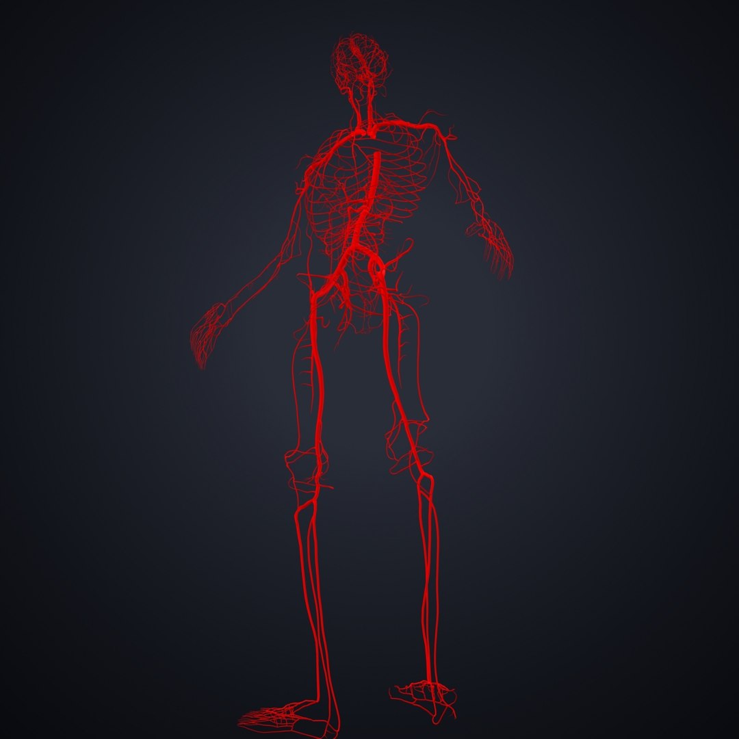 Arteries 3D - TurboSquid 1218003