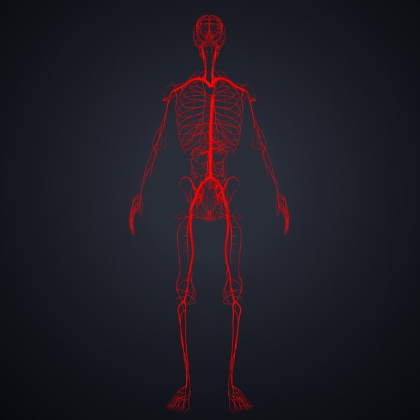3d artery dissection animation model