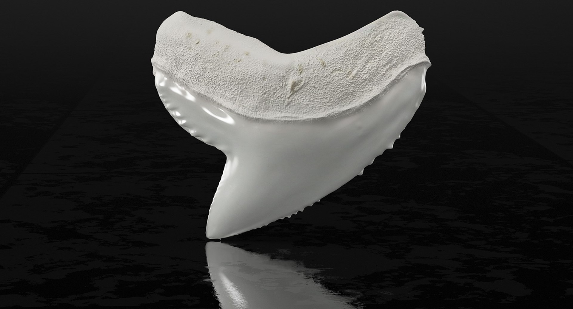 Galeocerdo aduncus shark tooth model - TurboSquid 1416214