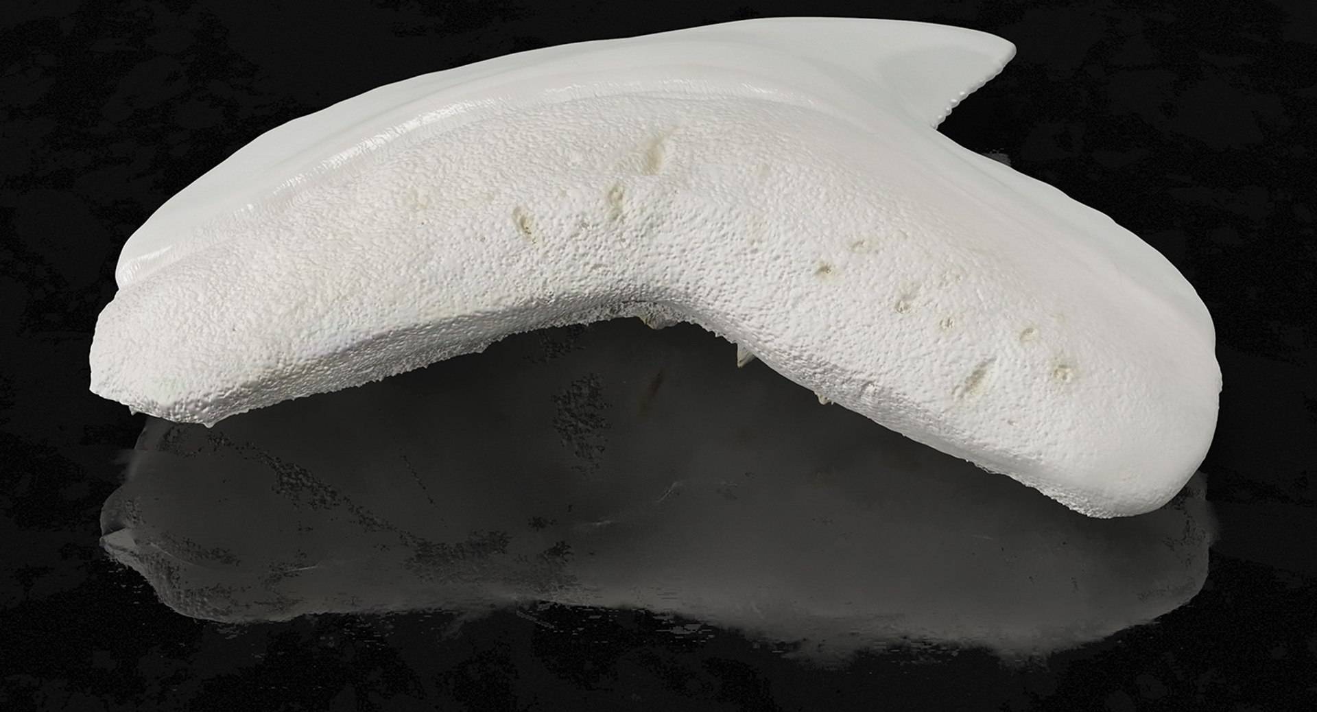 Galeocerdo Aduncus Shark Tooth Model - TurboSquid 1416214