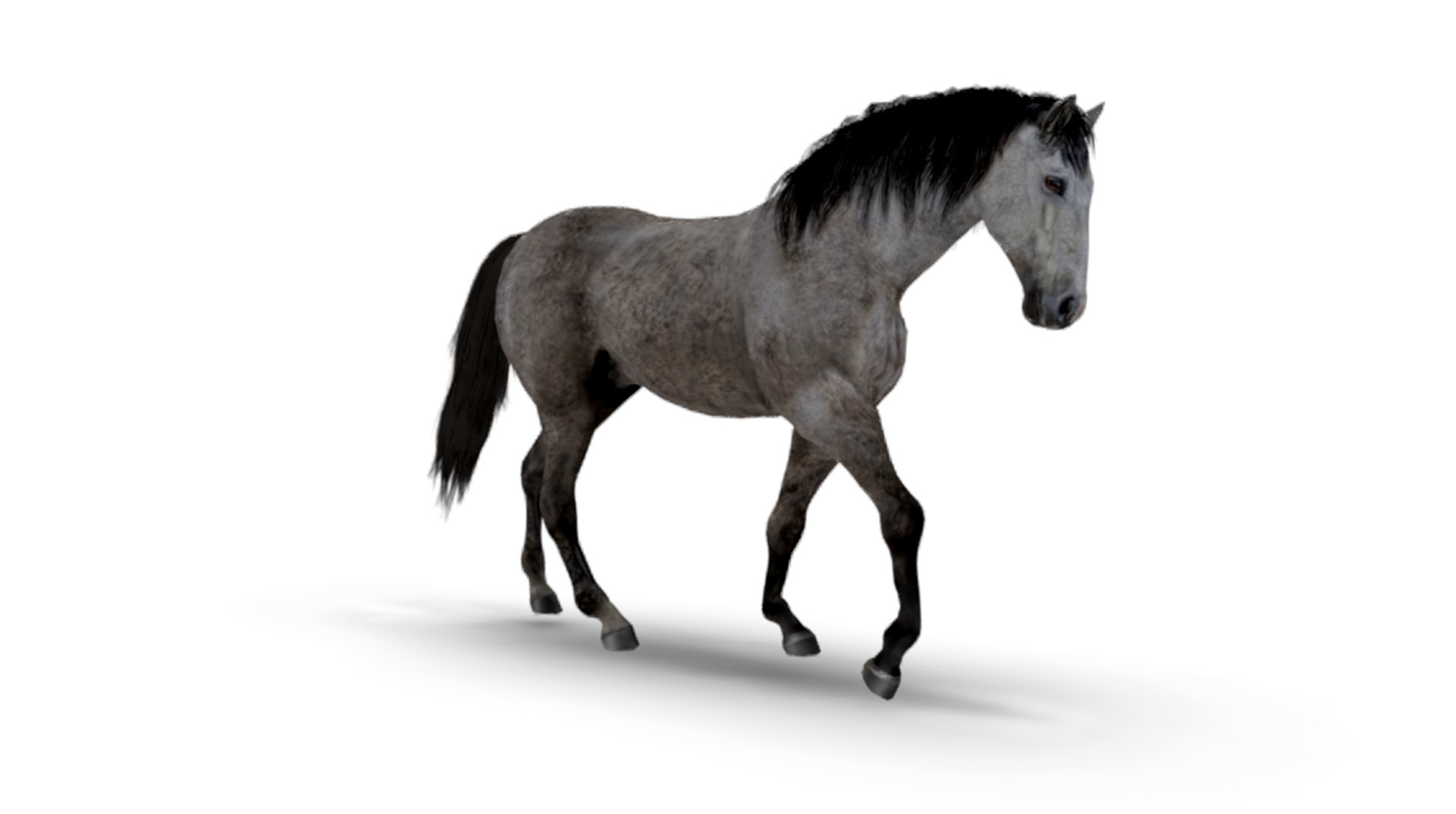 3D Realistic Animated Gray Horse 3D Model Model - TurboSquid 2467139