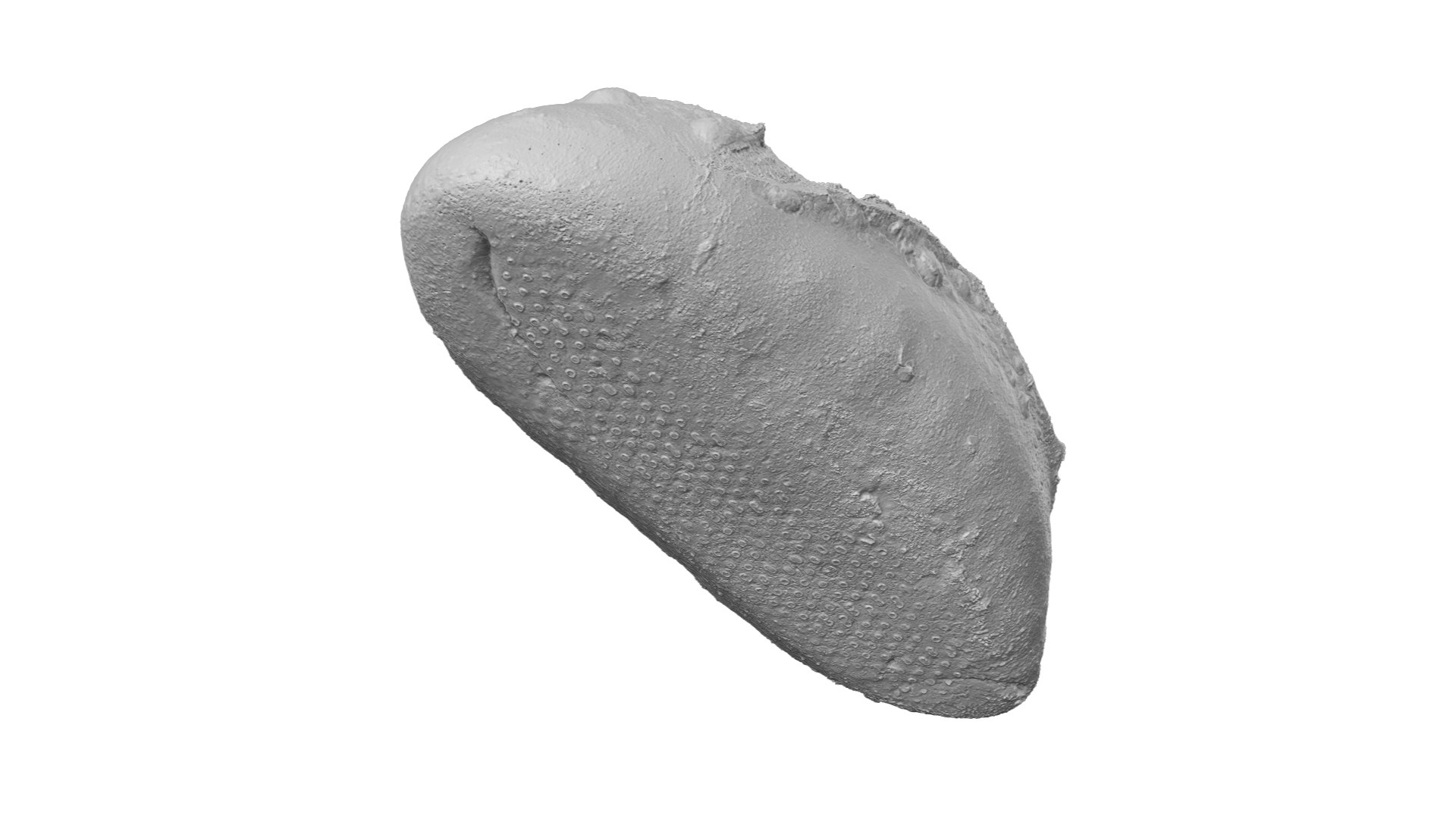 3D model Crusty Italian Bread - Extreme Definition 3D Scanned ...