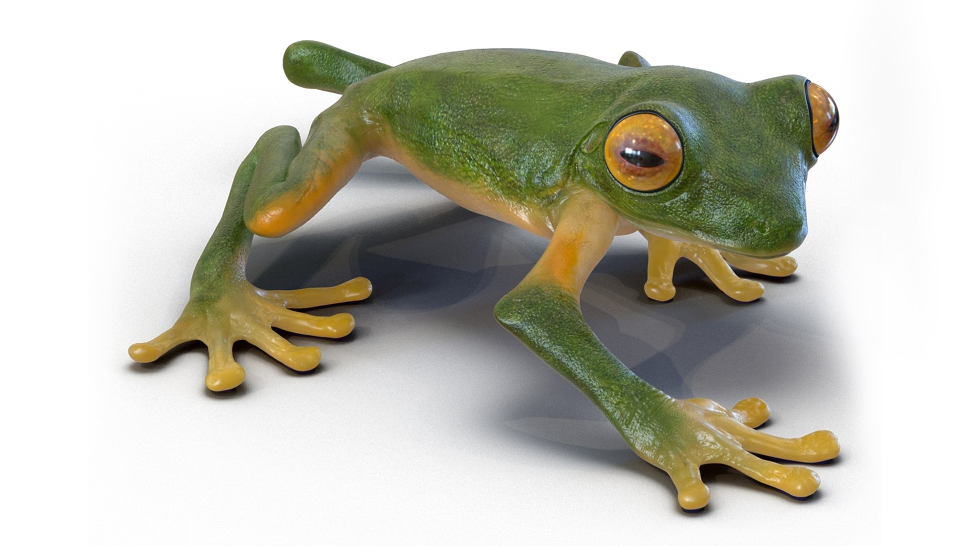 Realistic Tree Frog Rigged For Maya 3D - TurboSquid 2342547