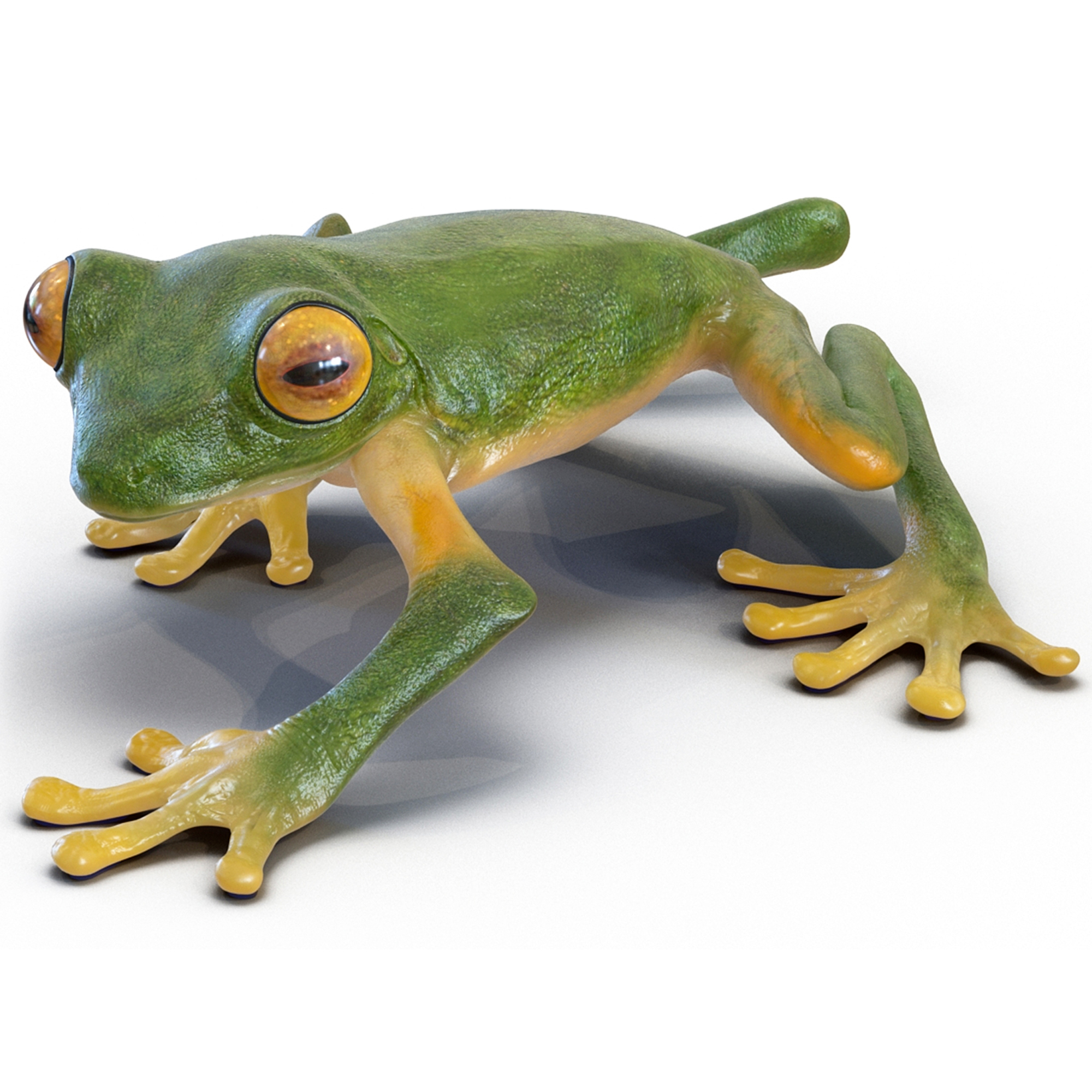 modelo 3d Rana arbórea realista diseñada para Maya - TurboSquid 2342547