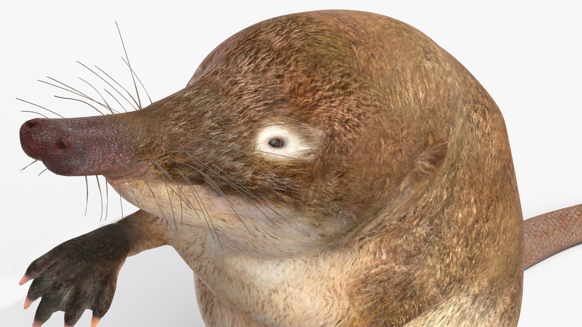 Standing Desman 3D - TurboSquid 2193871