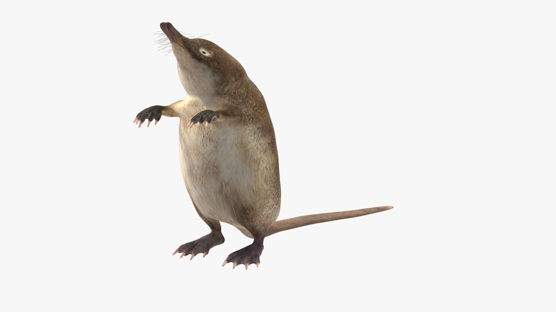 Standing Desman 3D - TurboSquid 2193871