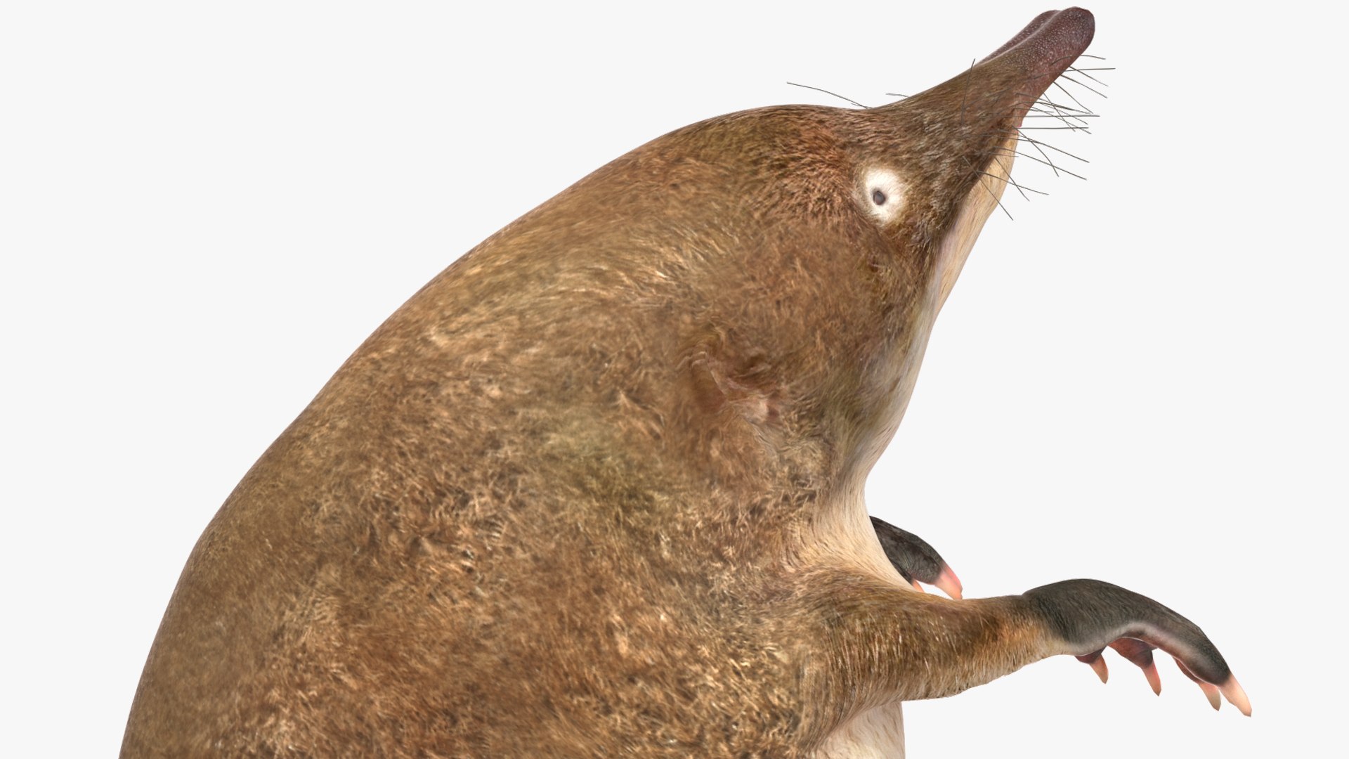 Standing Desman 3D - TurboSquid 2193871