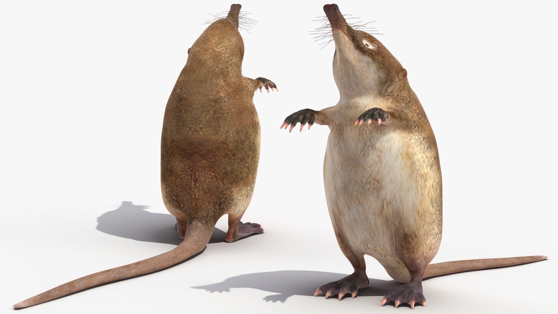 Standing Desman 3D - TurboSquid 2193871