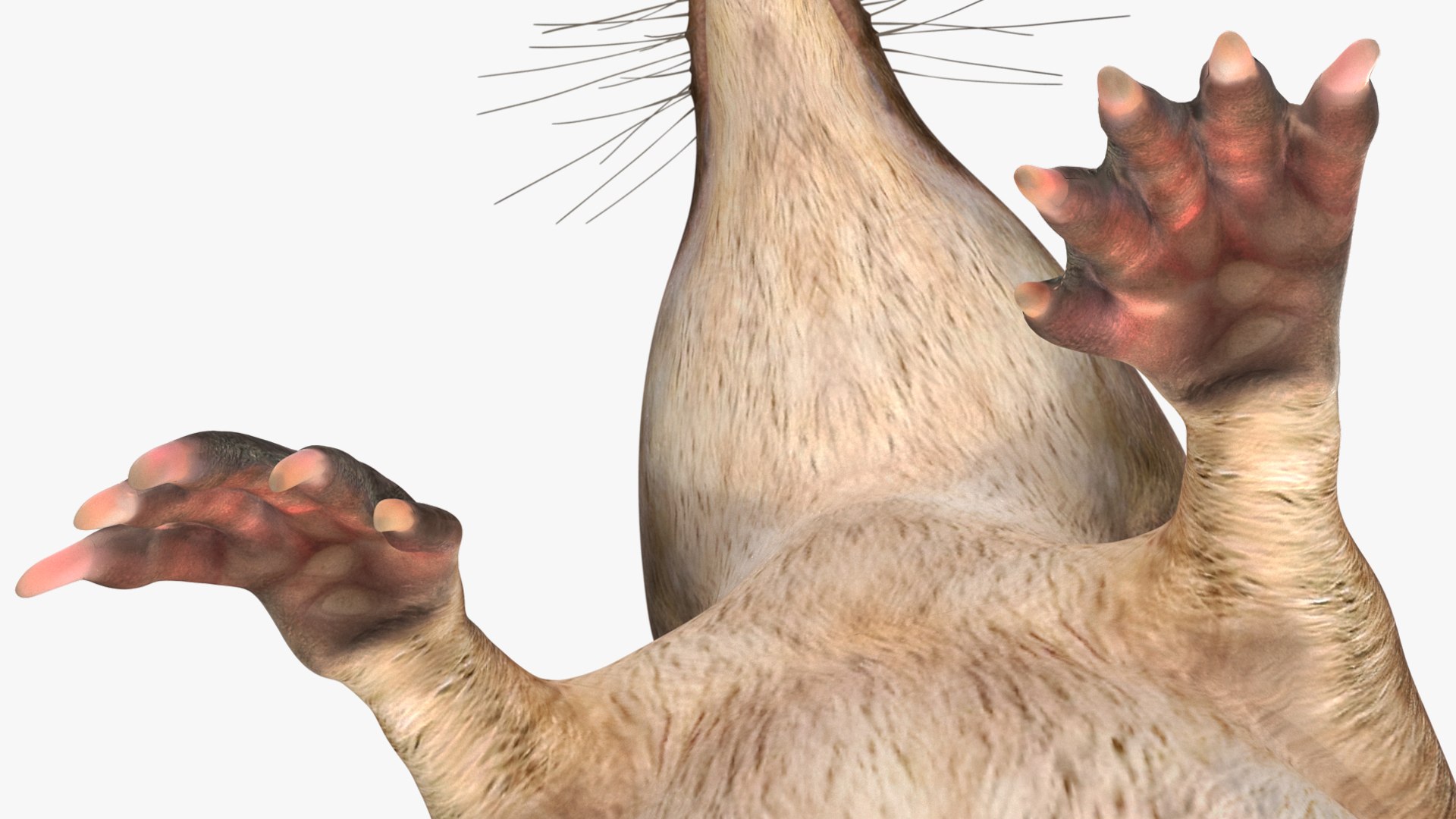 Standing Desman 3D - TurboSquid 2193871