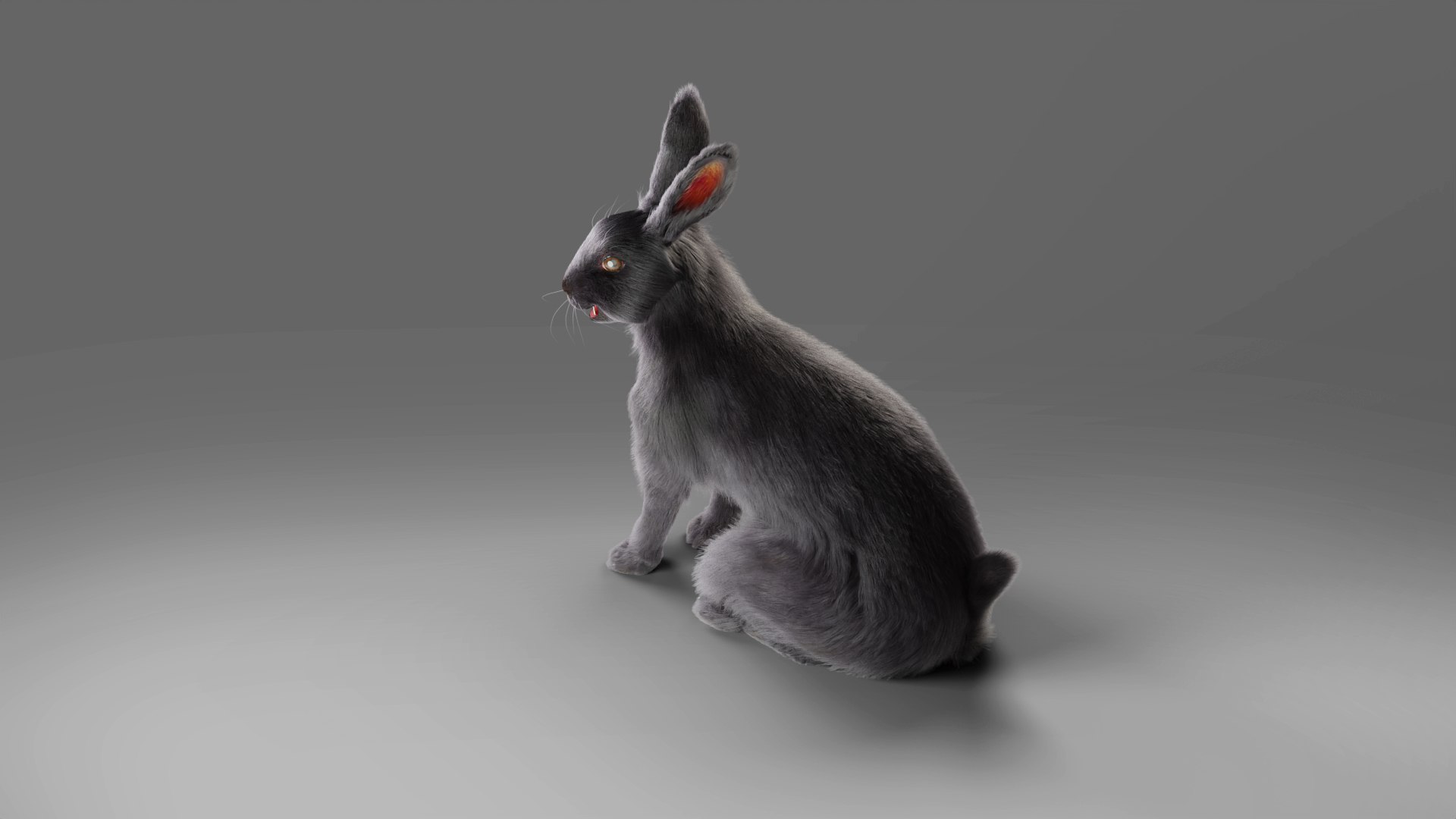 3D Fur Rabbit Gray V02 Rigged and Animation - TurboSquid 1930755