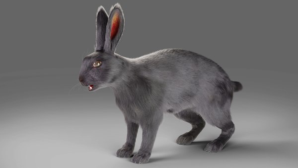 3D Fur Rabbit Gray V02 Rigged and Animation - TurboSquid 1930755
