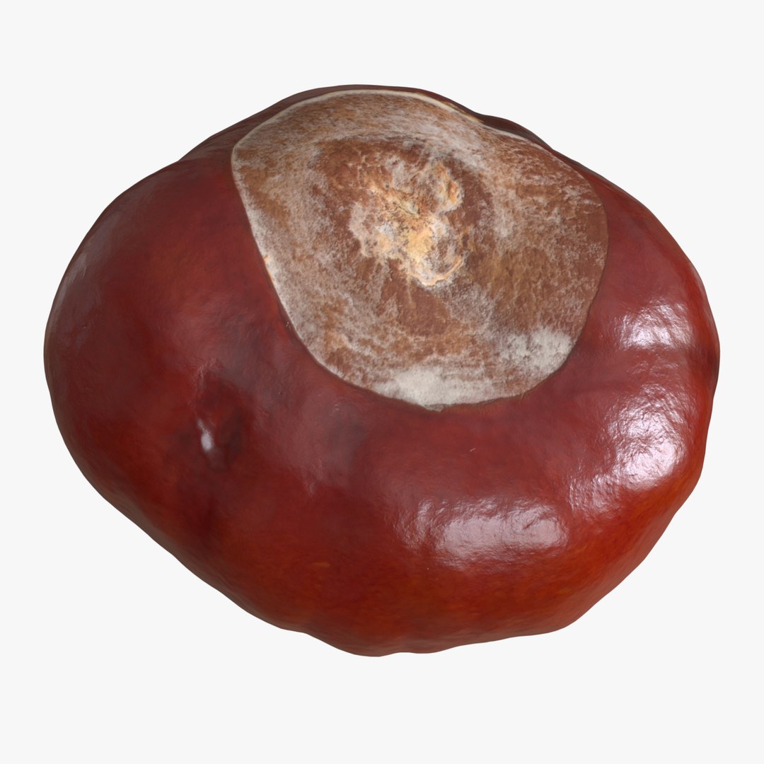 Chestnut kernel 3D model - TurboSquid 1696457