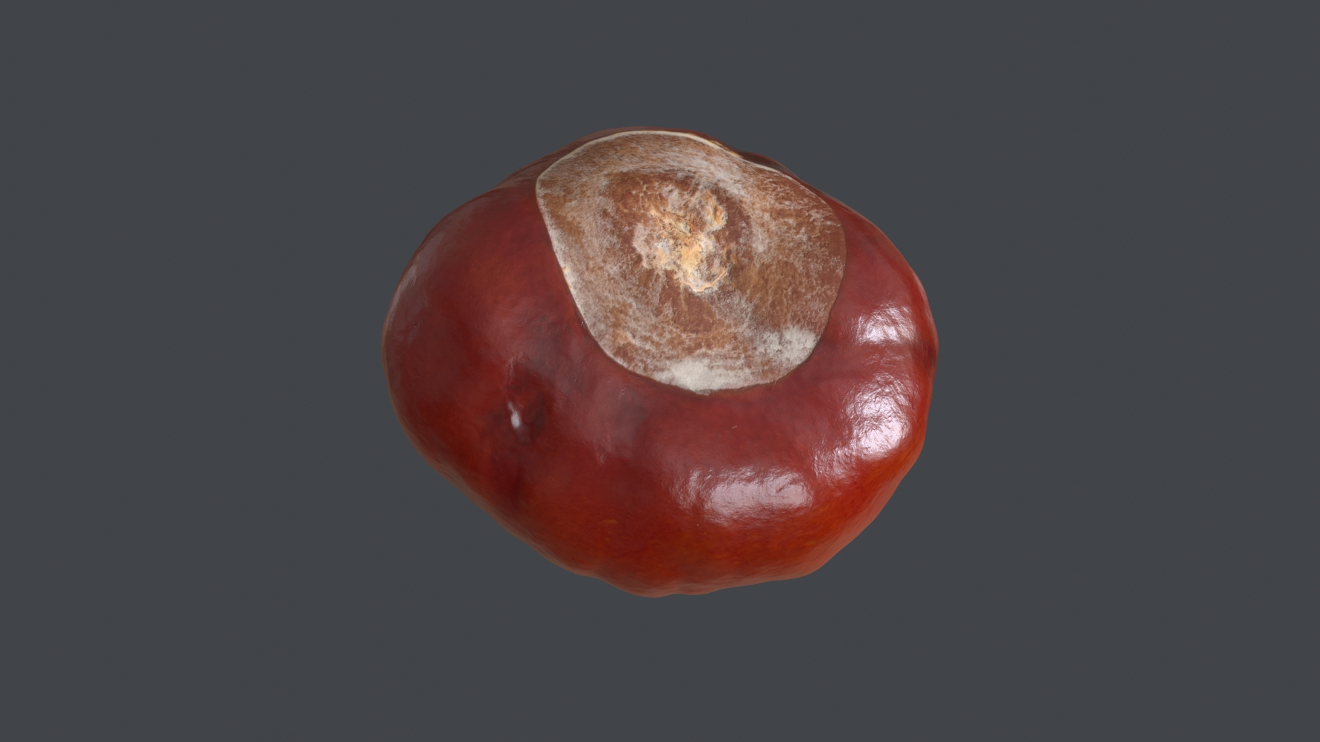 Chestnut Kernel 3D Model - TurboSquid 1696457