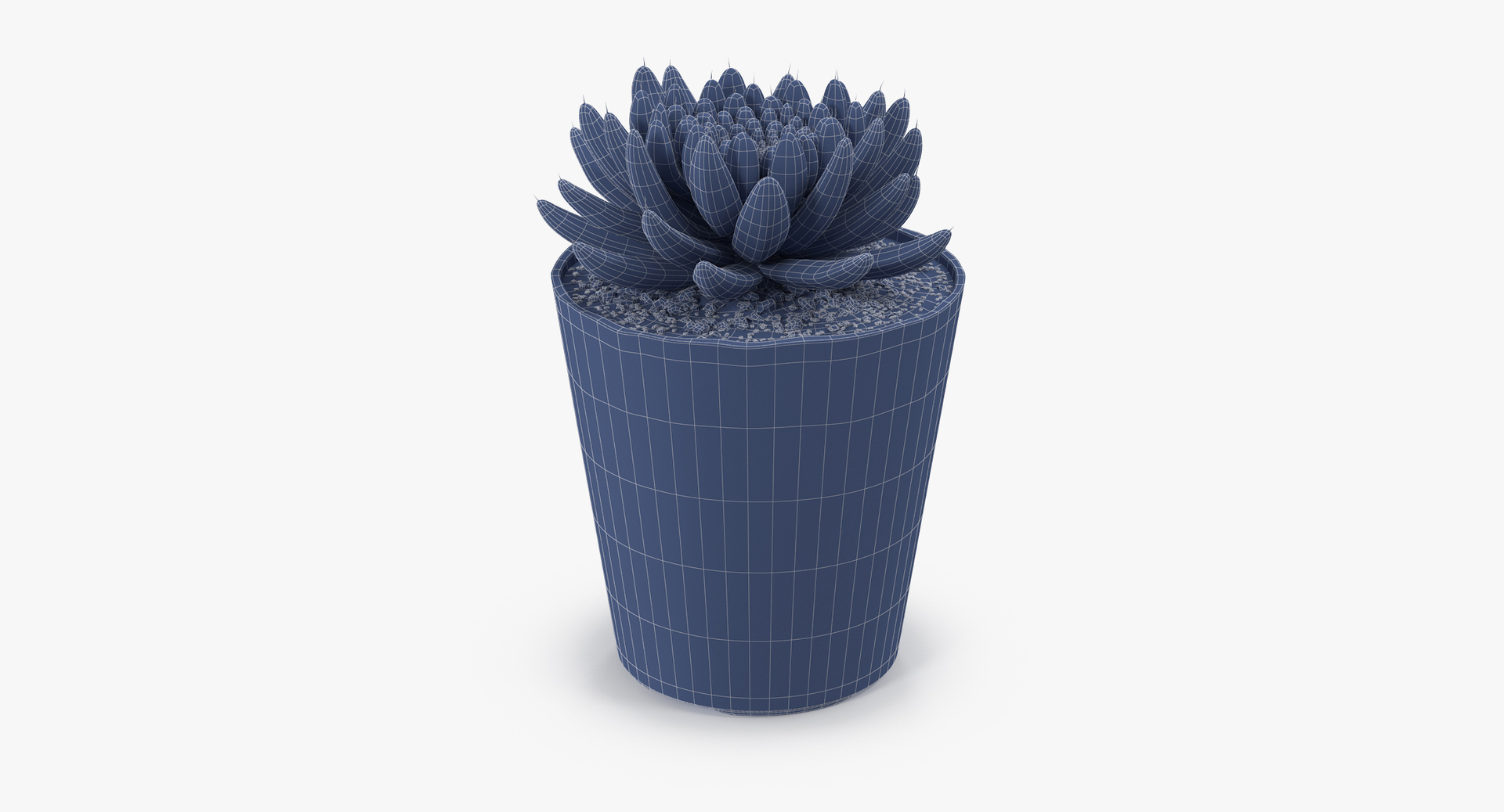 3d succulent 21