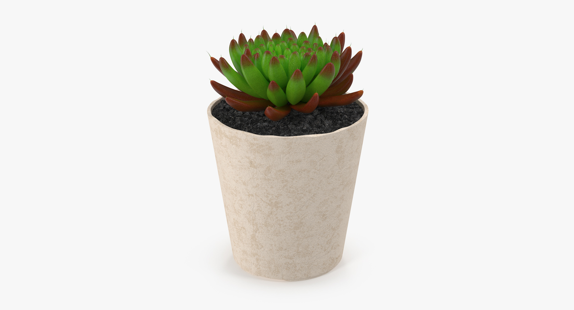 3d succulent 21
