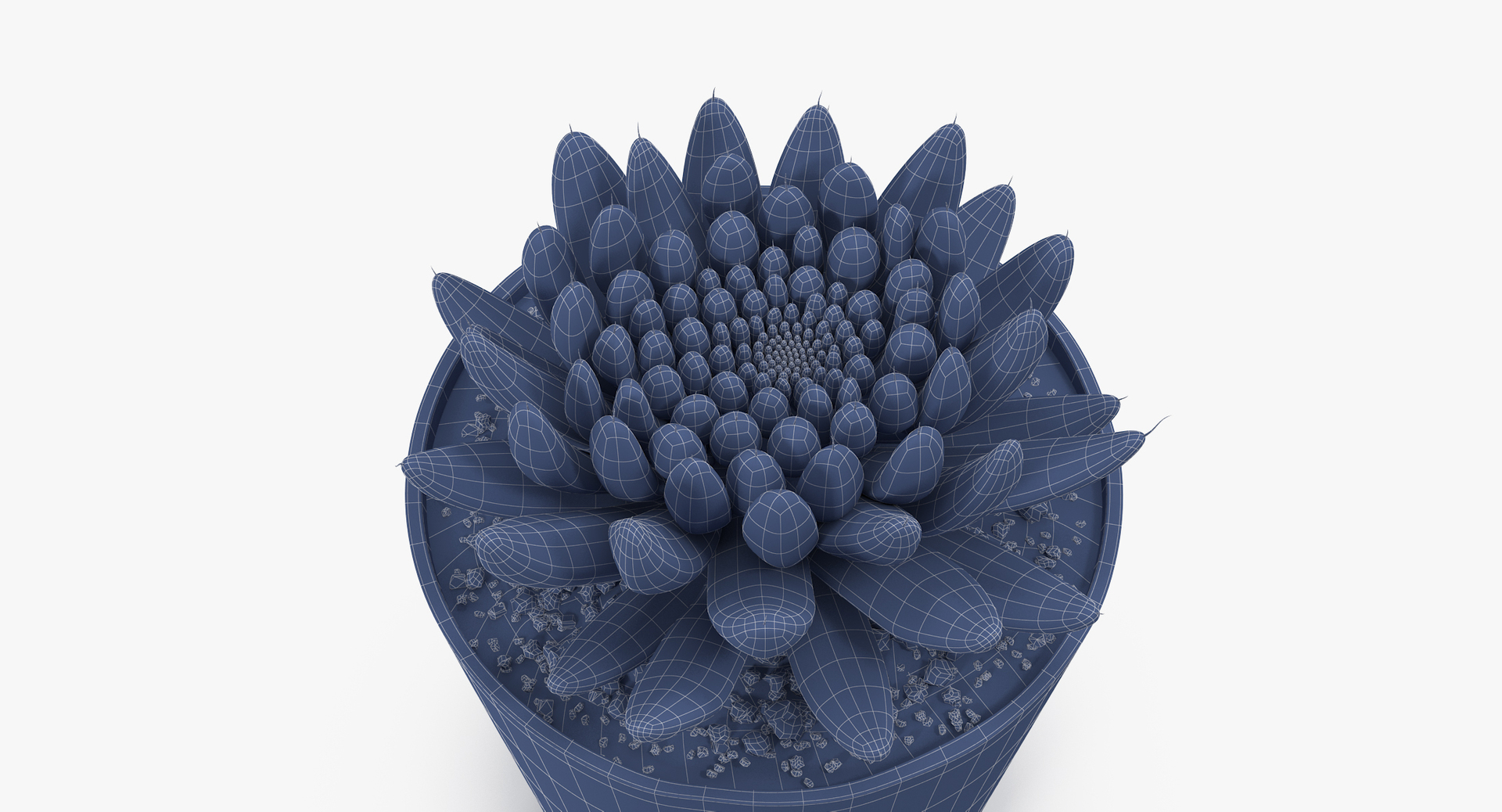 3d succulent 21