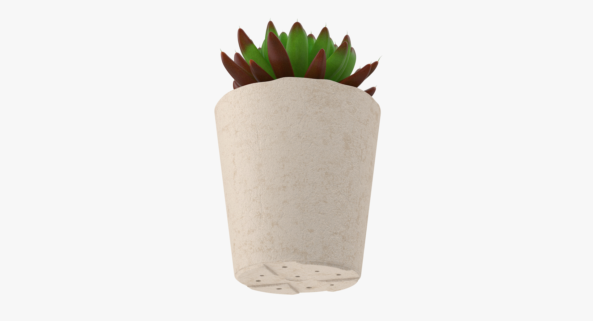 3d succulent 21