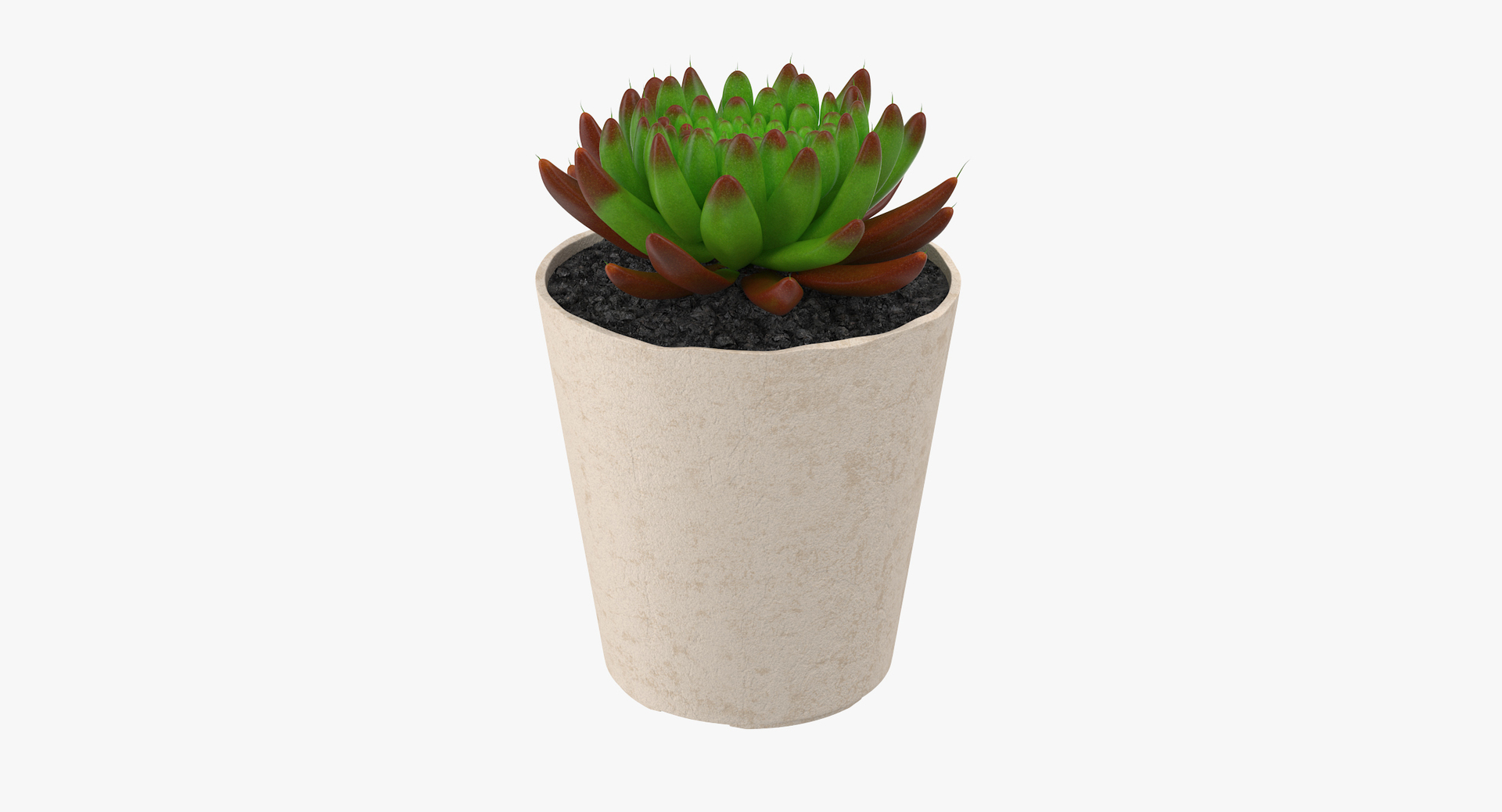 3d succulent 21