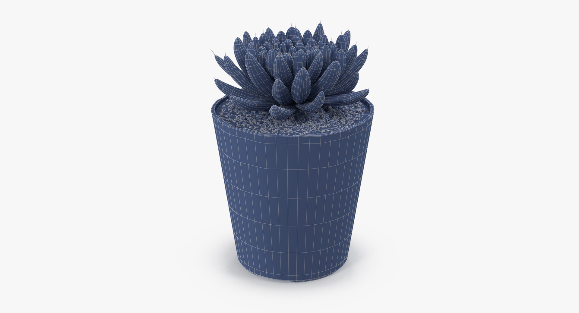 3d succulent 21