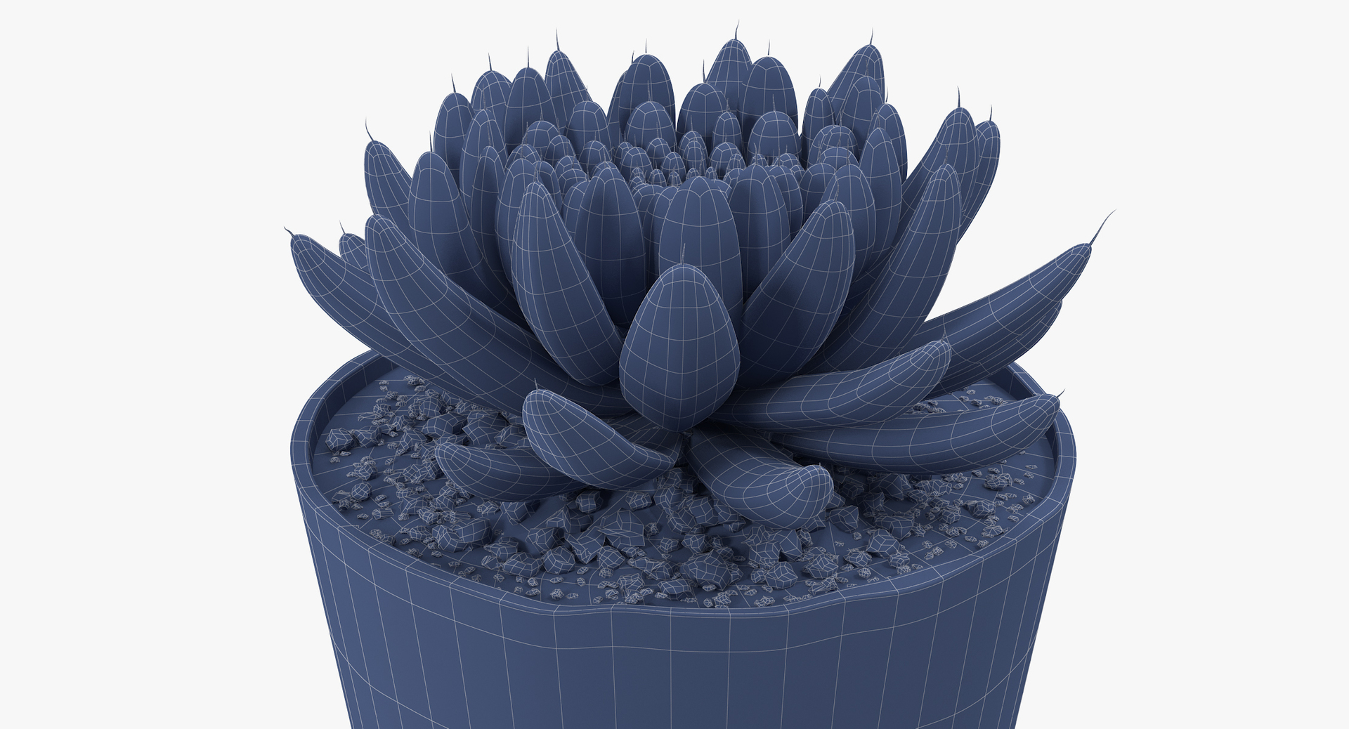 3d succulent 21