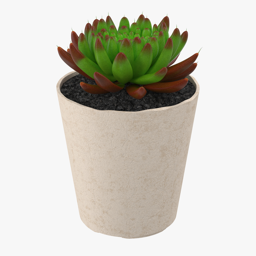 3d succulent 21