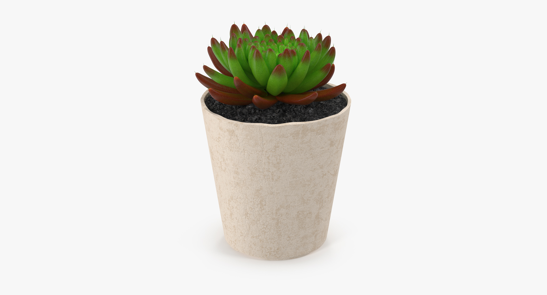 3d succulent 21