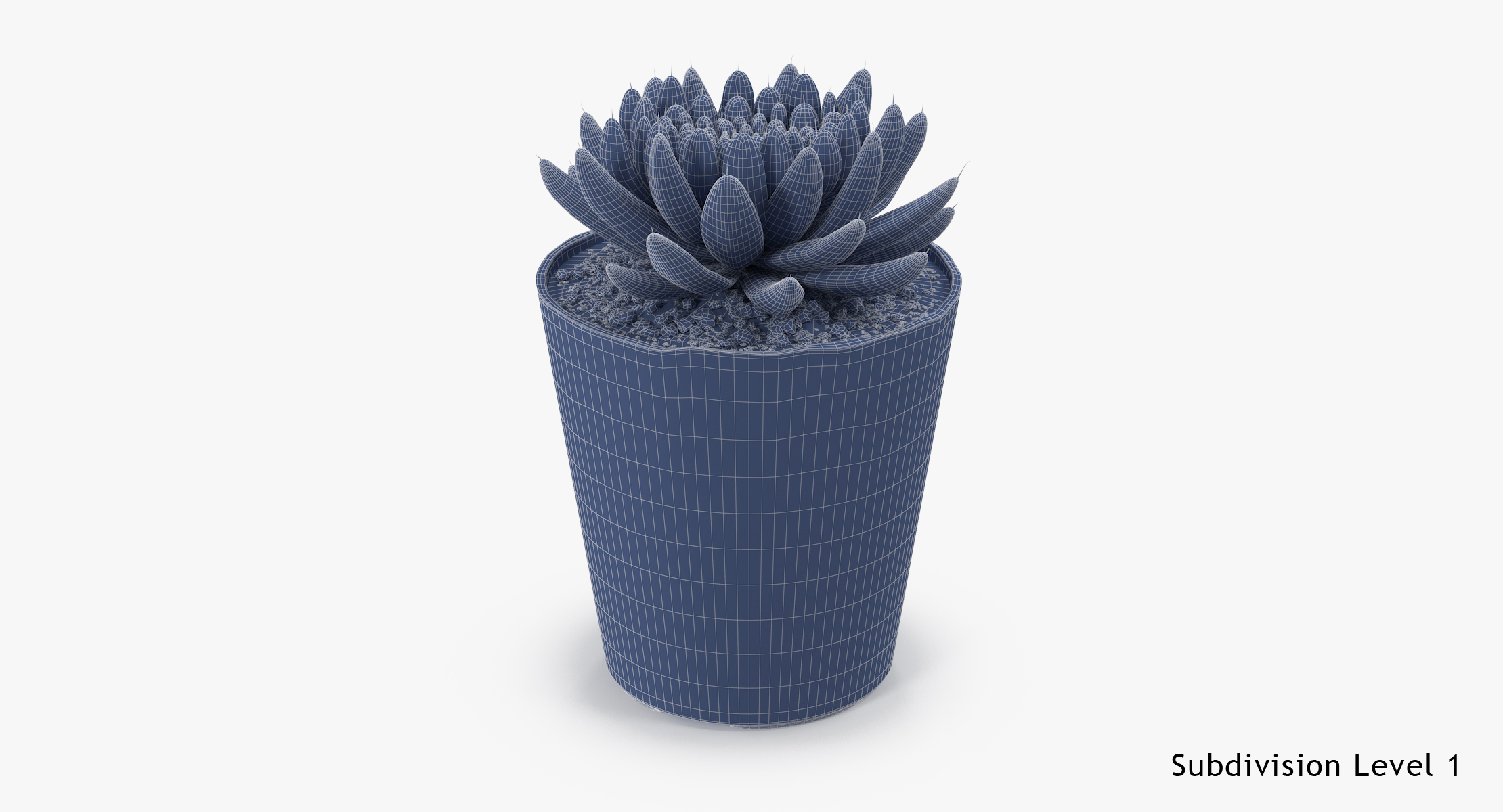 3d succulent 21