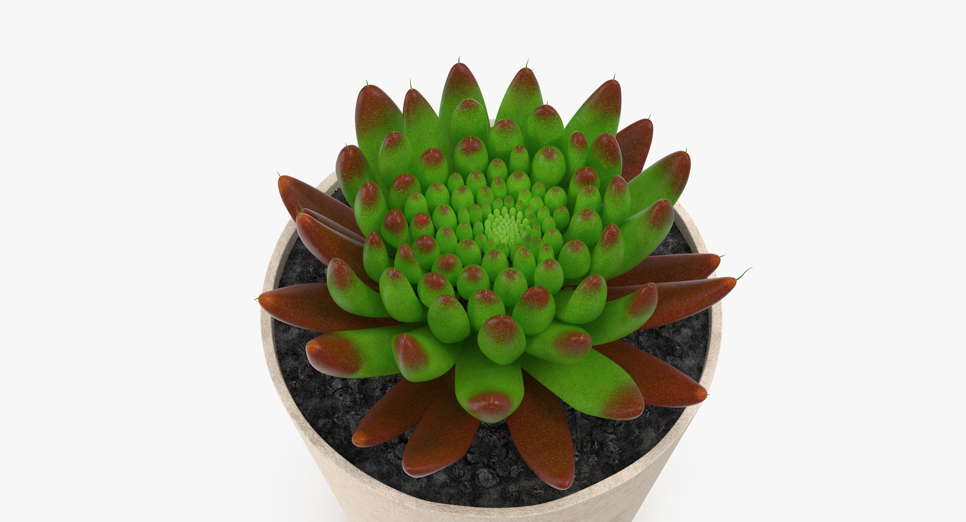 3d succulent 21