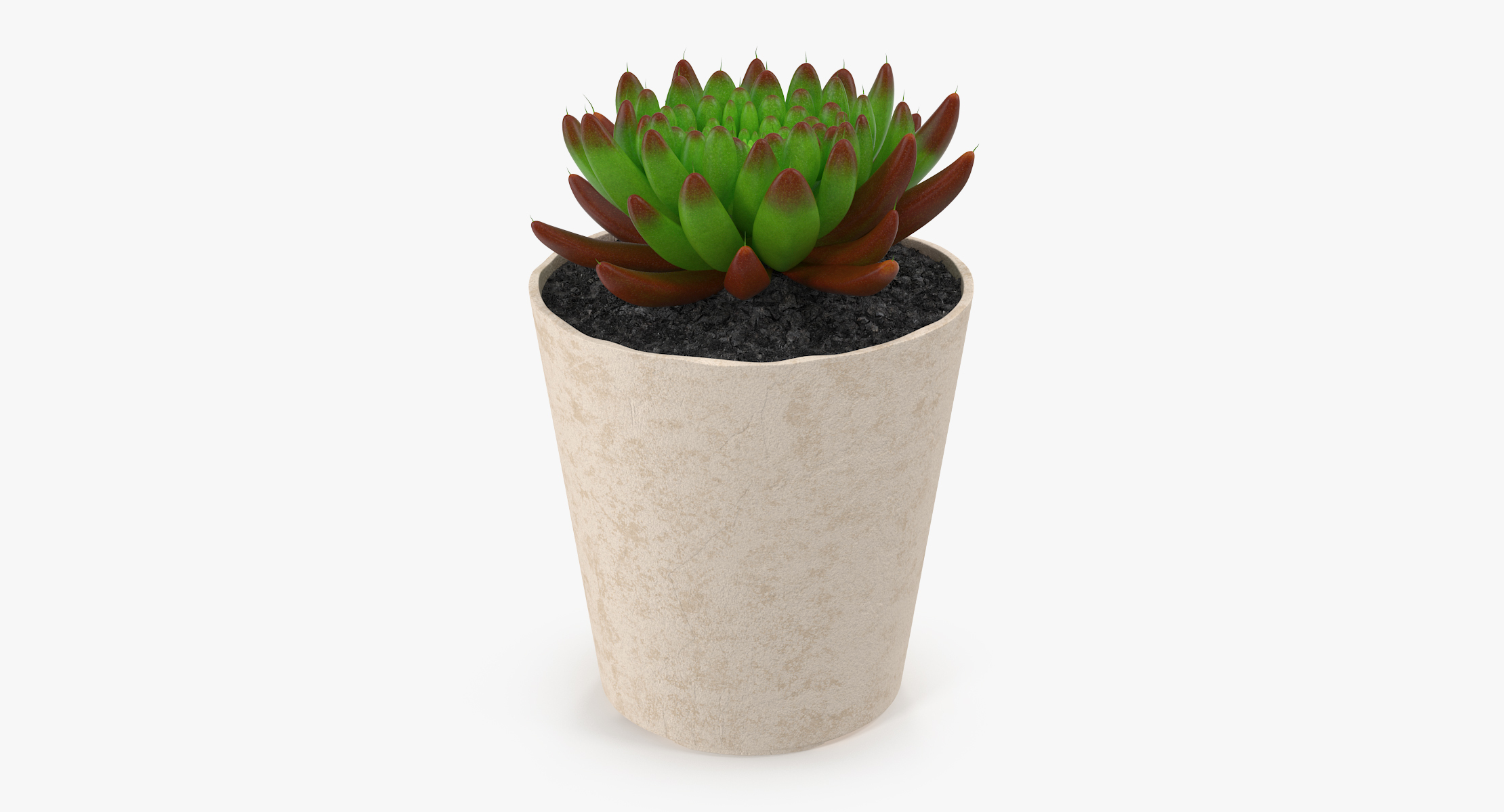 3d succulent 21
