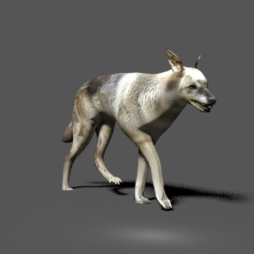 3d Model Of Wolf