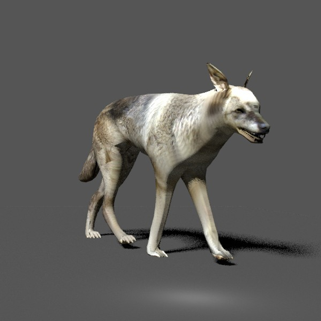 3d Model Of Wolf