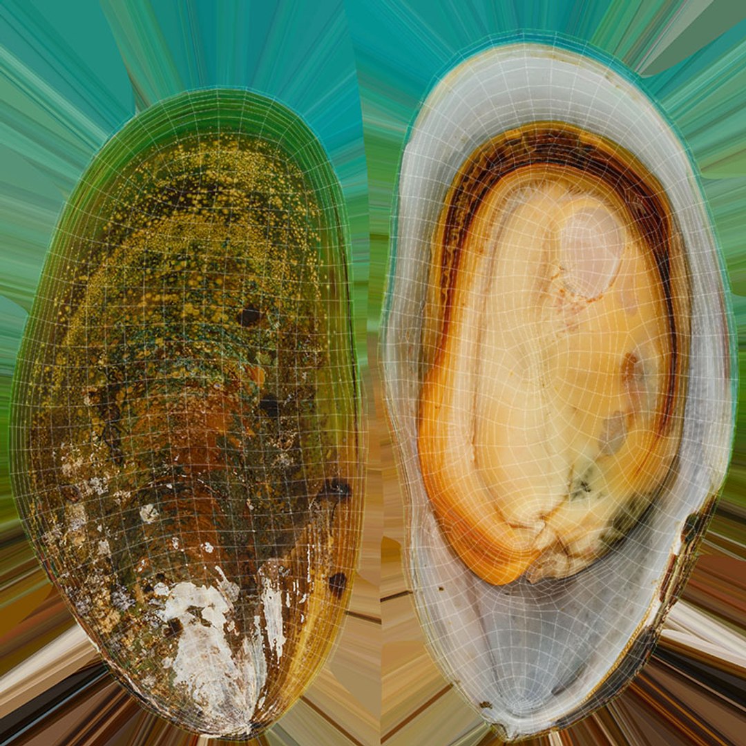 3D Green Mussel Collection - TurboSquid 2173169