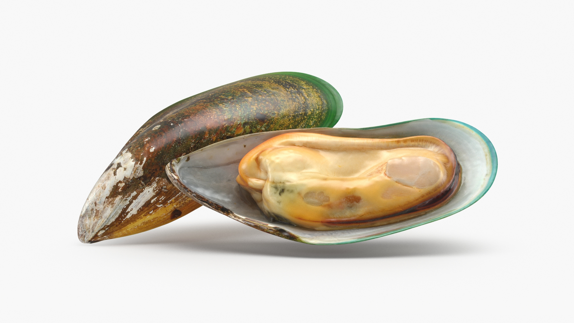 3D Green Mussel Collection - TurboSquid 2173169