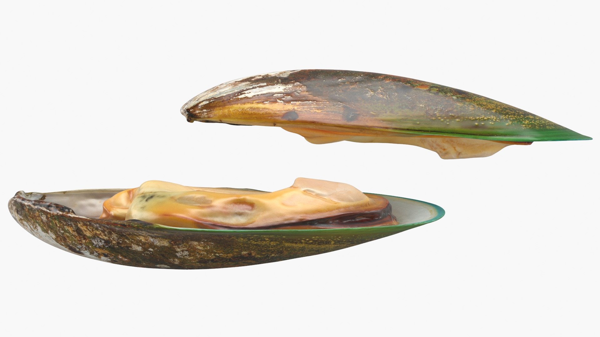 3D Green Mussel Collection - TurboSquid 2173169