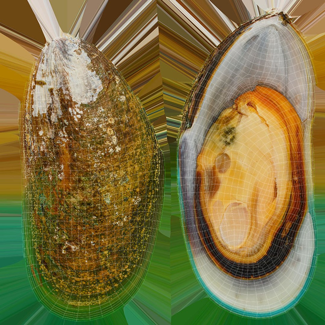 3D Green Mussel Collection - TurboSquid 2173169