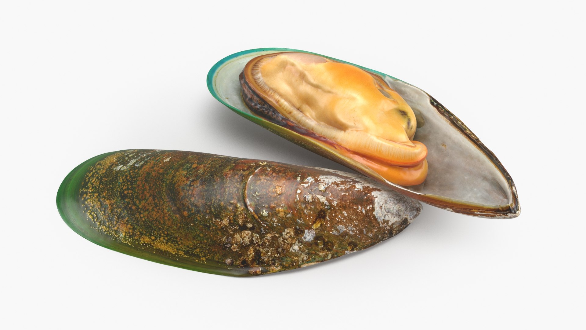 3D Green Mussel Collection - TurboSquid 2173169