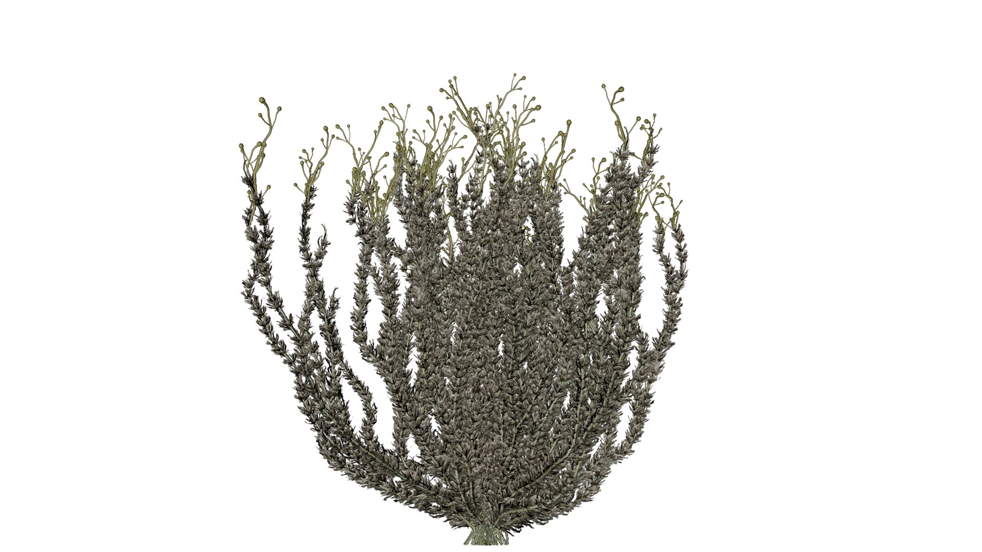 Sagebrush Bush - 04 - 3D - TurboSquid 2372882