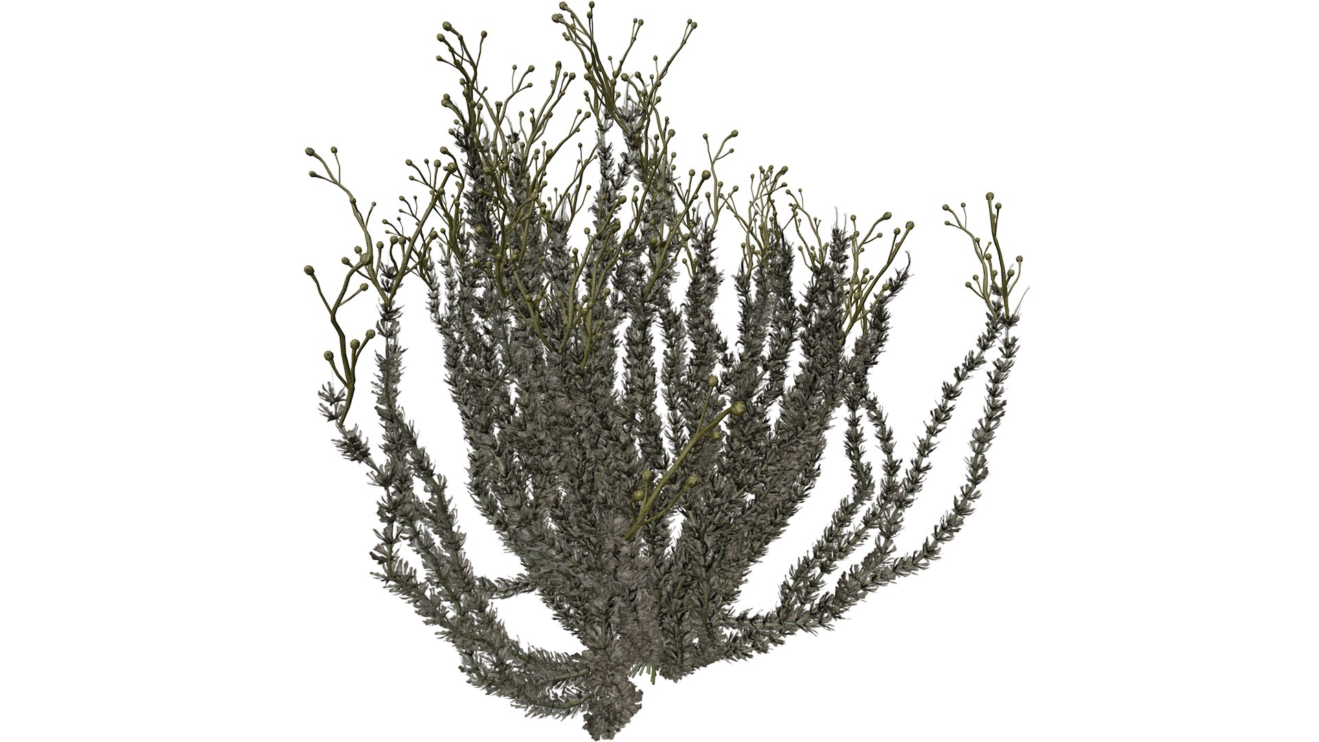 Sagebrush Bushes Plant Collection 3D Model - TurboSquid 2378487