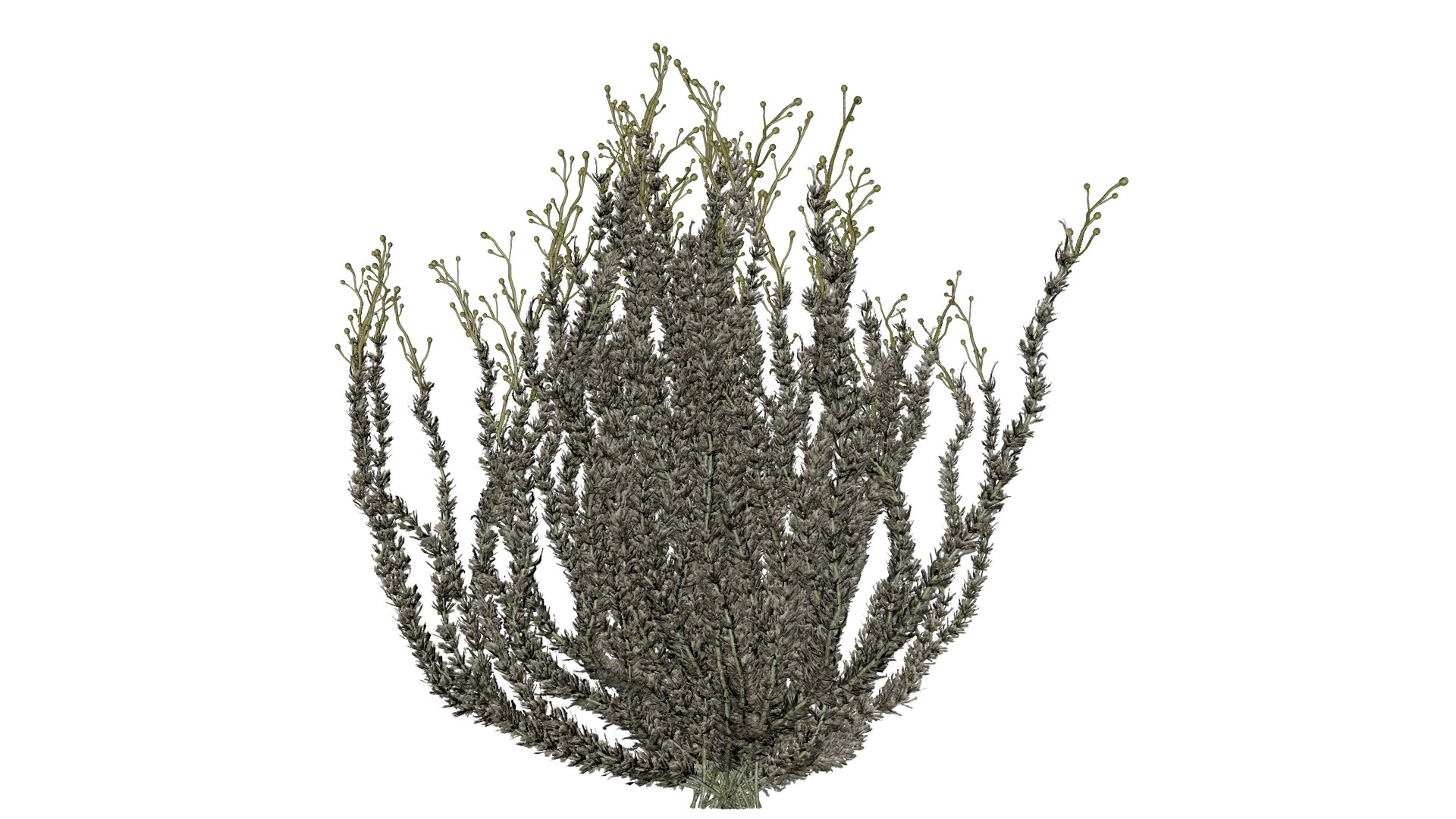 Sagebrush Bush - 04 - 3D - TurboSquid 2372882